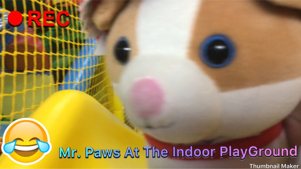 Mr. Paws in the indoor Playground! - YouTube