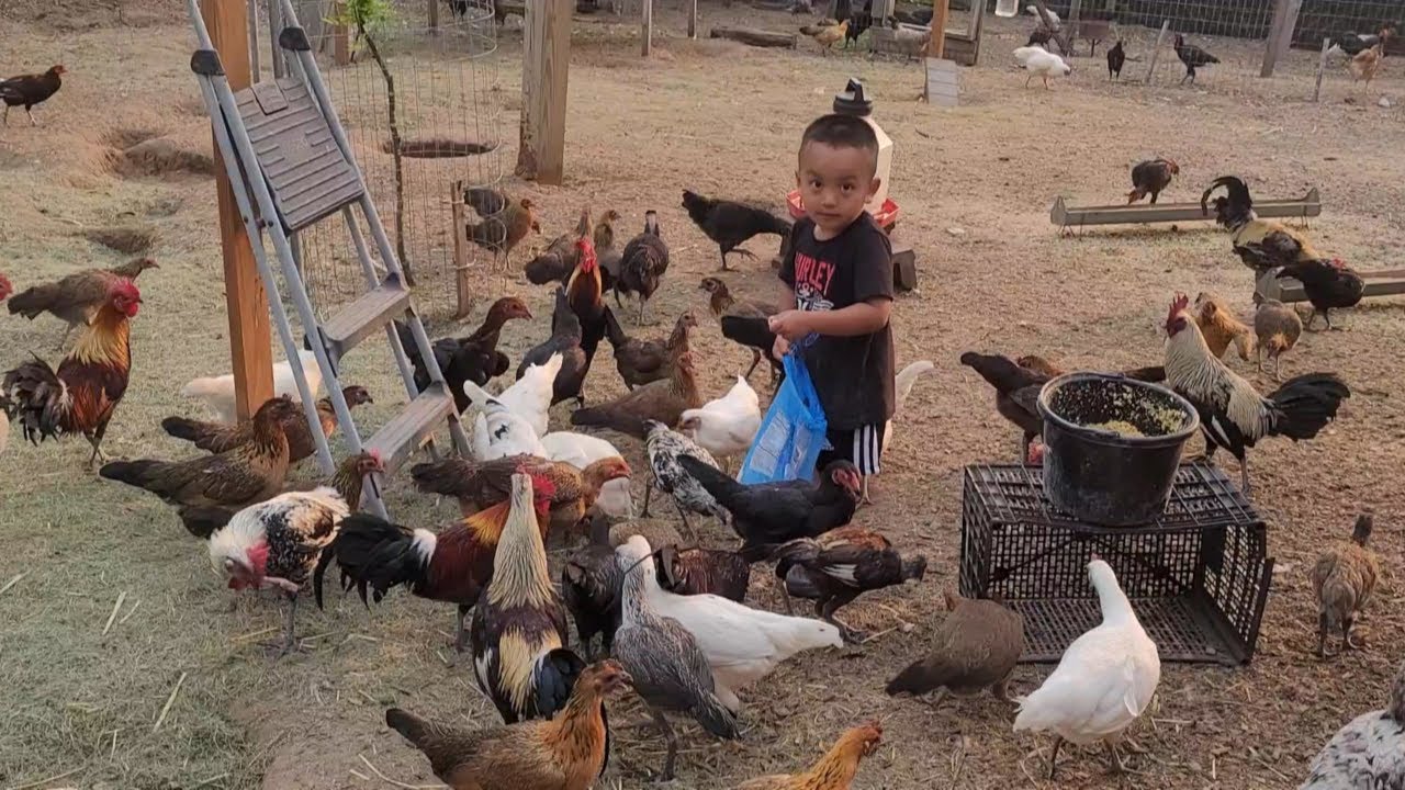 hmong american's Chicken Farm/tu qaib coob kawg - YouTube