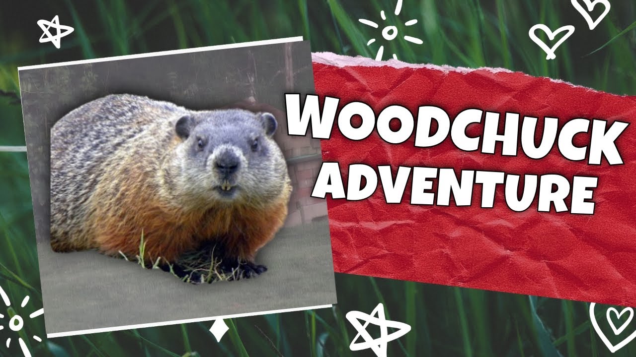Chucky the Woodchuck's Wild Adventure | woodchuck searching for food ...
