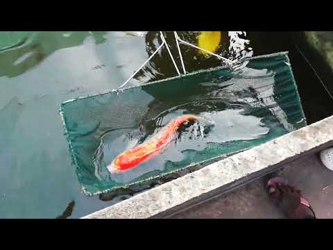 Naqda training program (Breeding)