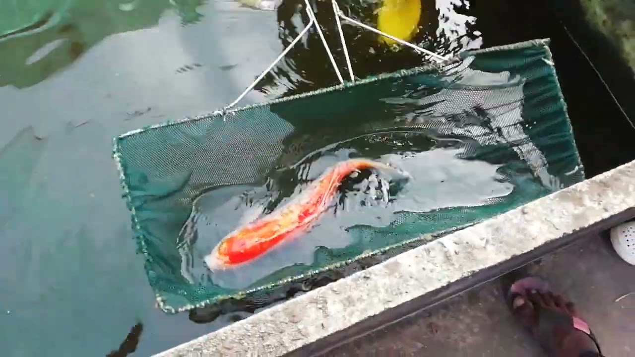 Naqda training program (Breeding) - YouTube