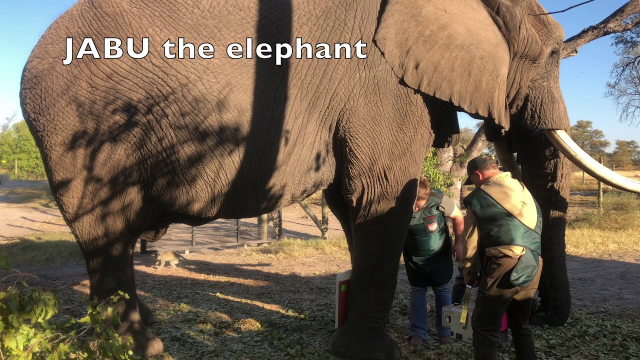 Jabu the Elephant | X-rays Botswana | Living With Elephants Foundation ...