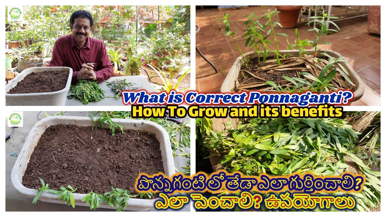 What is Correct Ponnaganti? How To Grow&Benefits?పొన్నగంటి లో తేడా ఎలా ...