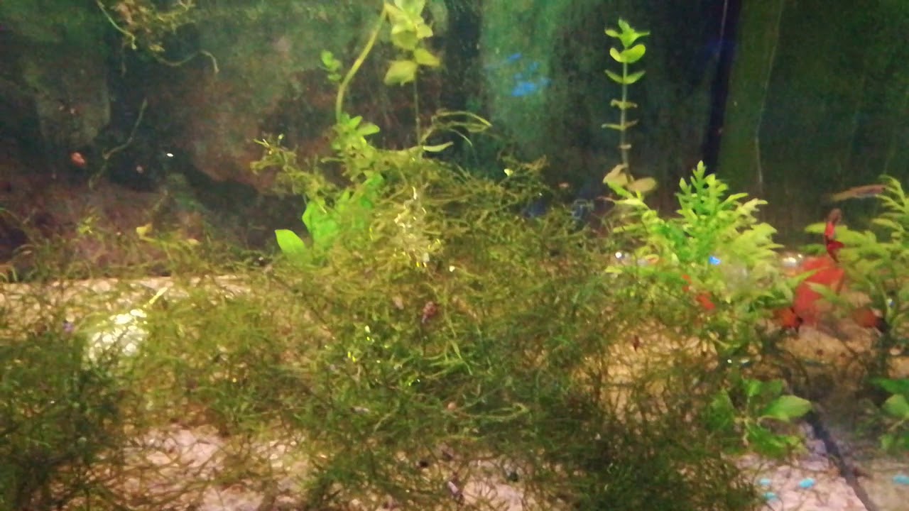 Fry tank project for a grow out - YouTube