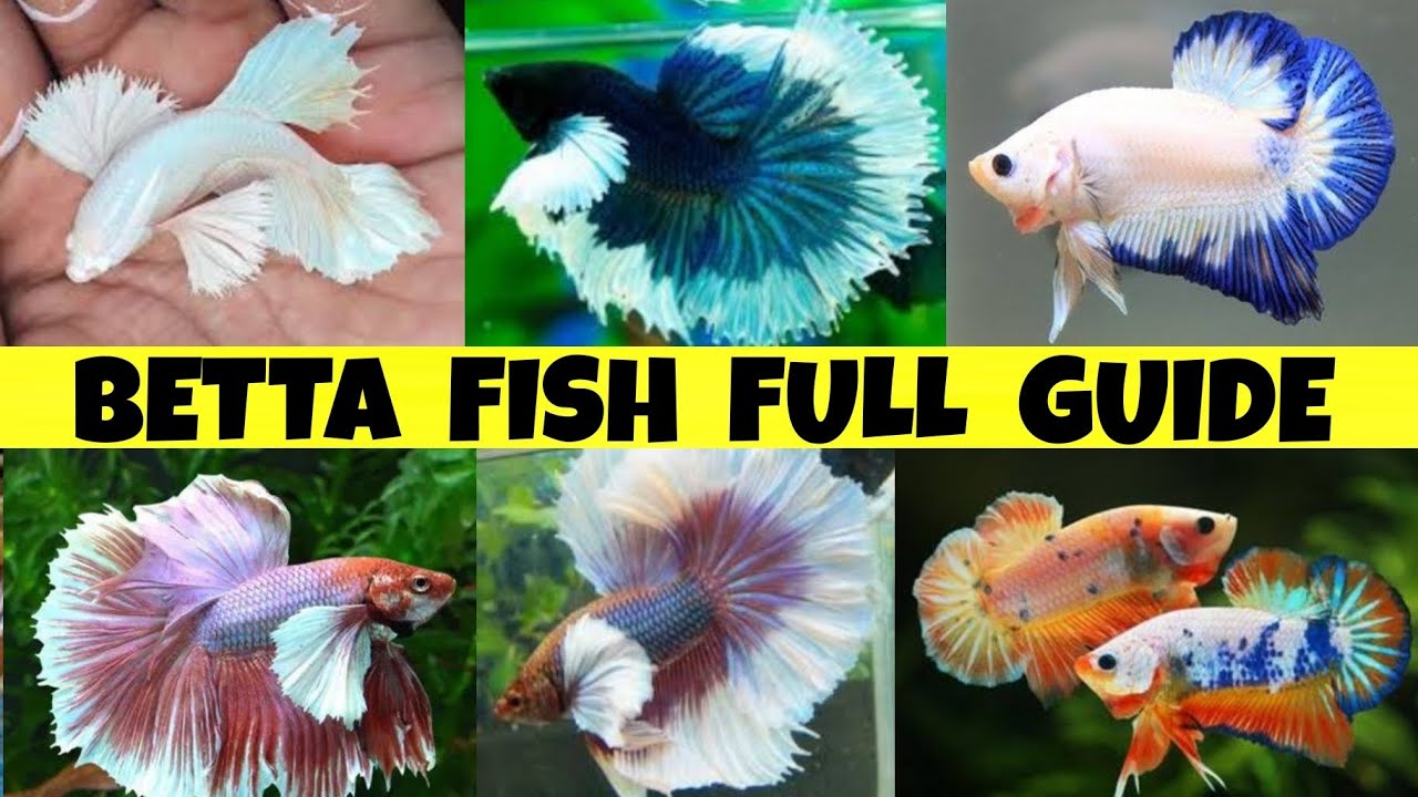 BETTA FISH FULL GUIDE IN HINDI | BETTA FISH BREEDING | BETTA FISH TANK ...