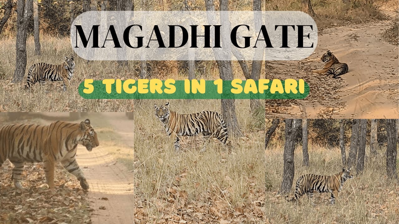 Vlog 02| Magadhi Gate | Bandhavgarh Tiger Reserve - YouTube