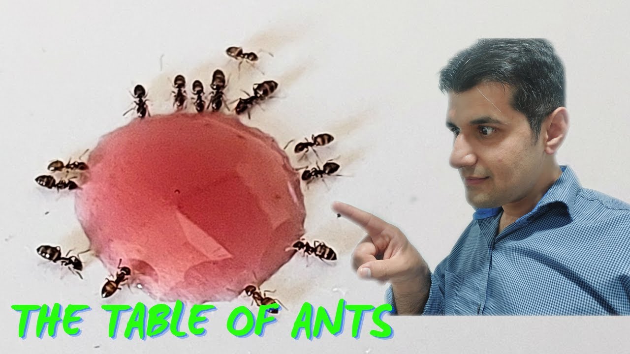 Ants drinking juice| Ants ceremony|Ants 🐜 - YouTube