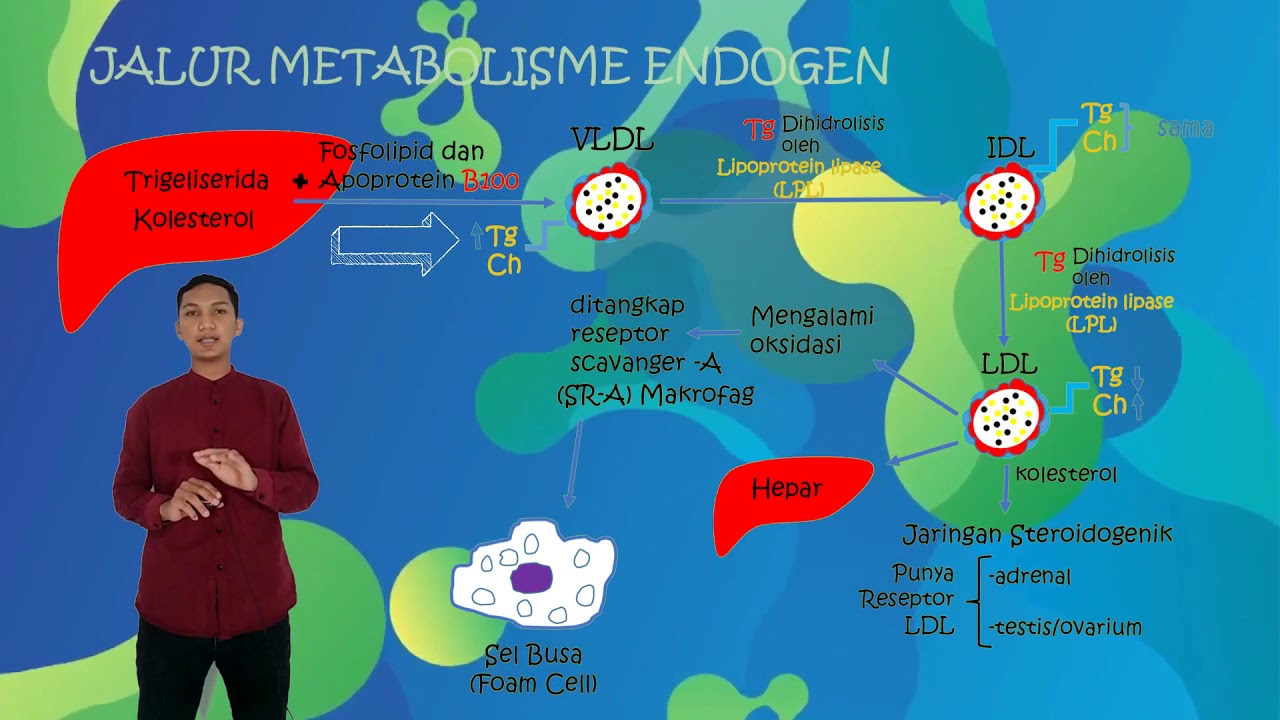 Jalur Endogen Metabolisme Lemak - YouTube