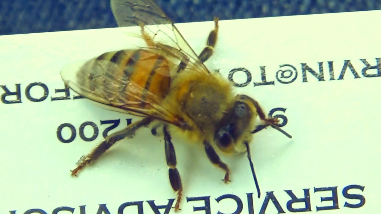 HELPING DA BEE? - YouTube