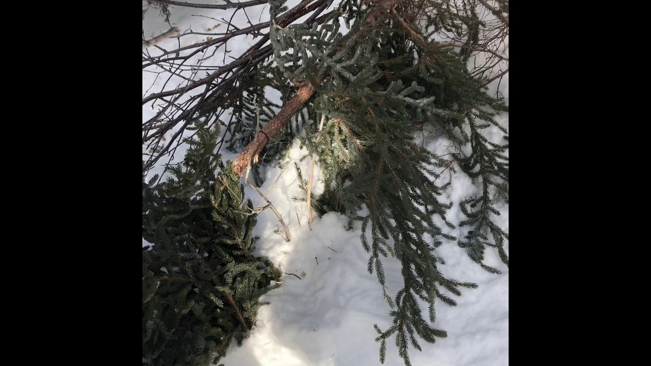 Newfoundland Rabbit Snaring 2020 - YouTube