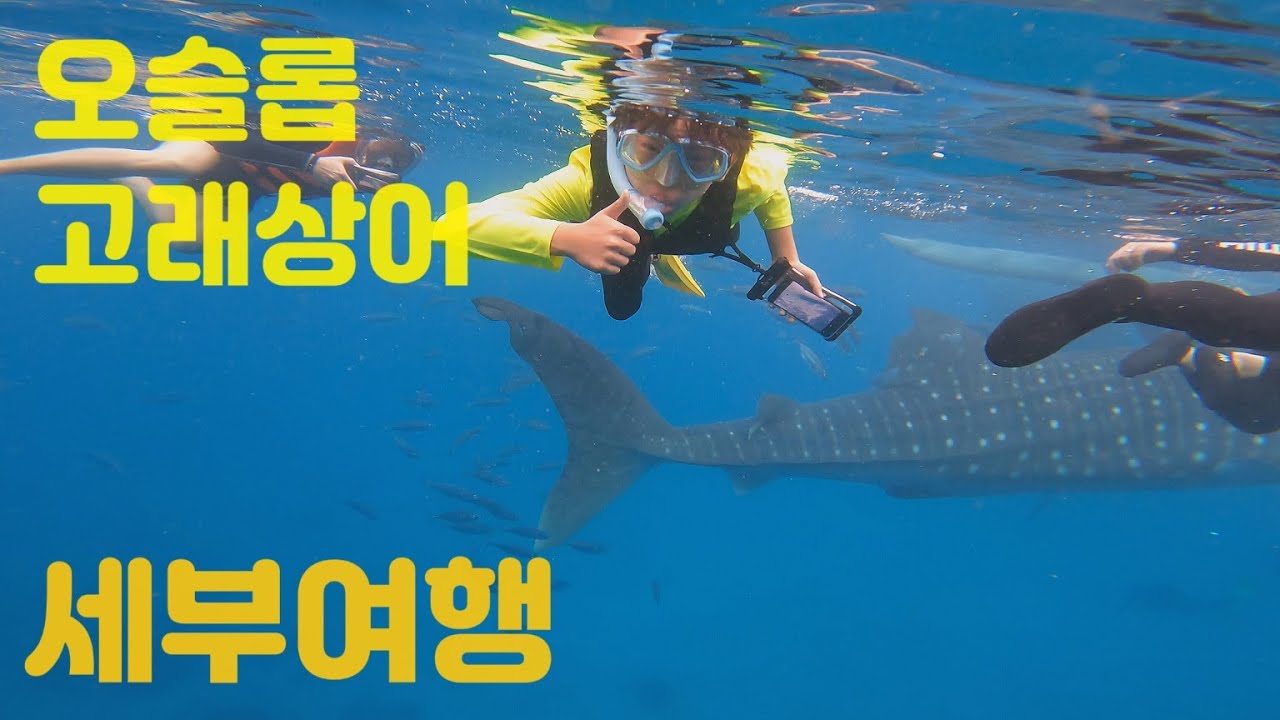 아빠와 함께 버스타고 세부자유여행 Ep2 오슬롭 고래상어편 투말록 폭포 수밀론 아일랜드 Youtube