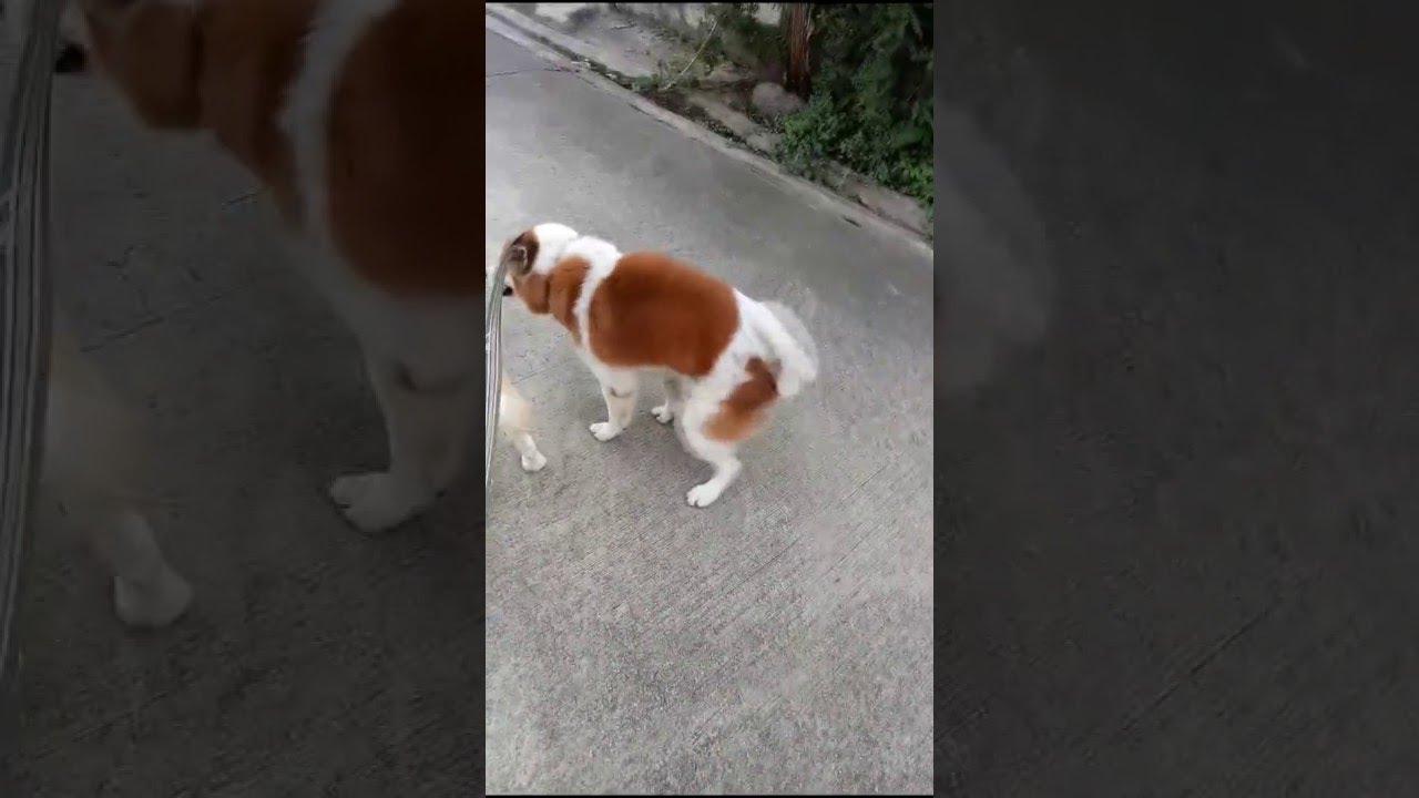 Twerking Dog || ViralHog - YouTube