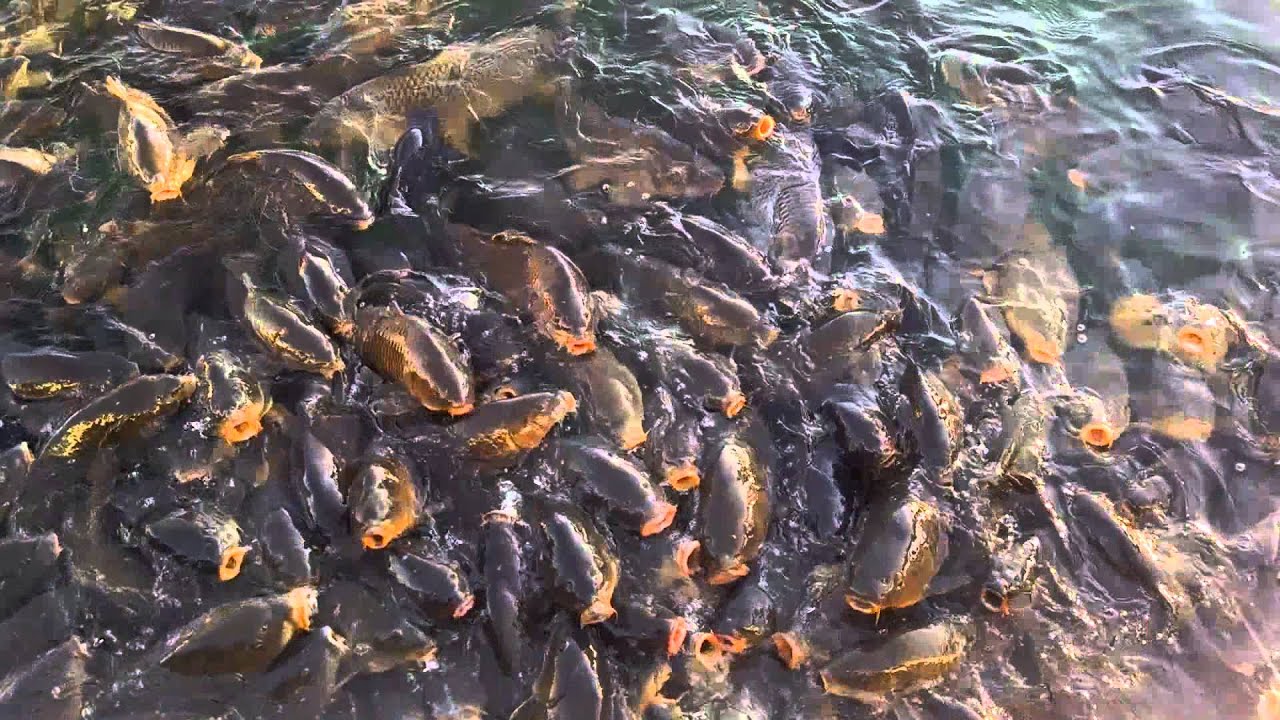These fish are hungry!!! - YouTube
