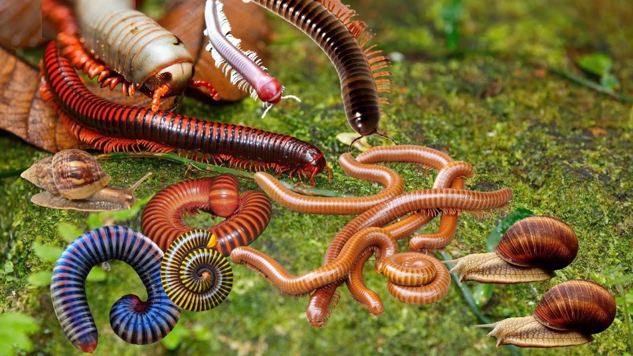 mencari hewan langka dan unik kaki seribu luwing dapat cacing alaska ...