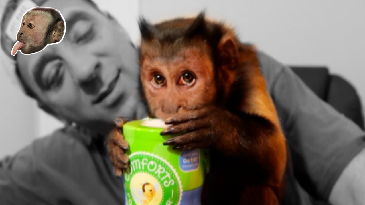 Monkey Loves Blueberry Puffs! - YouTube