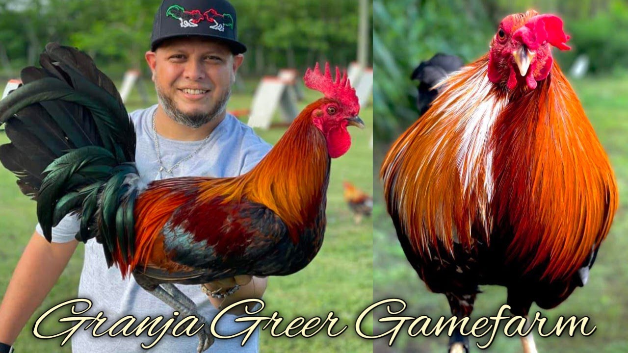 Sweater Radio Kelso - GRANJA GREER Farm - YouTube