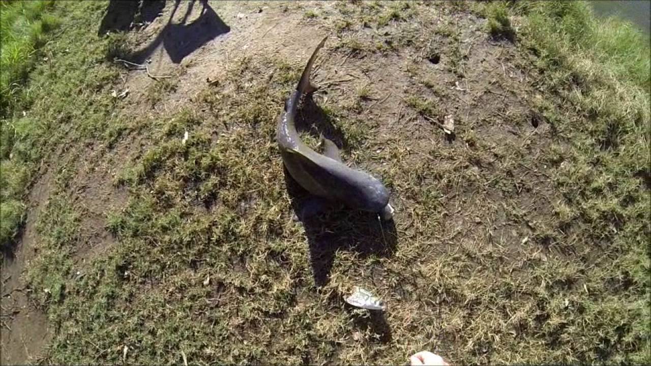 Pine river Bull Shark #3 - YouTube