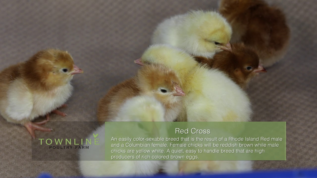 Red Cross Baby Chicks - YouTube