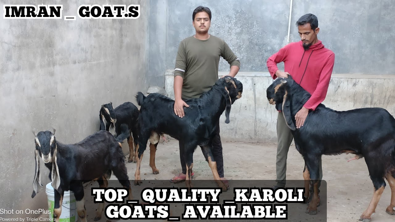 MASHALLAH IMRAN BHAI KE TOP QUALITY KAROLI BAKRE AVAILABLE AT IMRAN ...