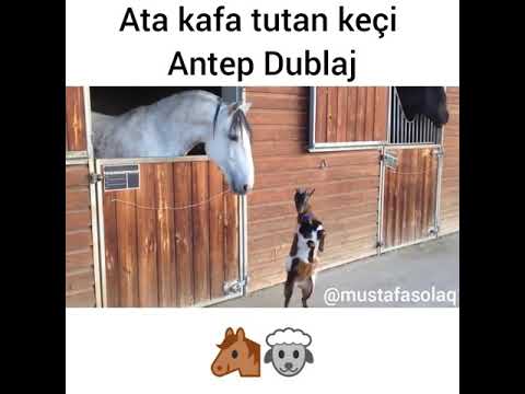 Ata kafa tutan keçi antep dublaj