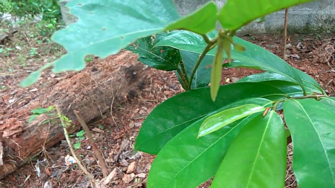 athichakka - YouTube