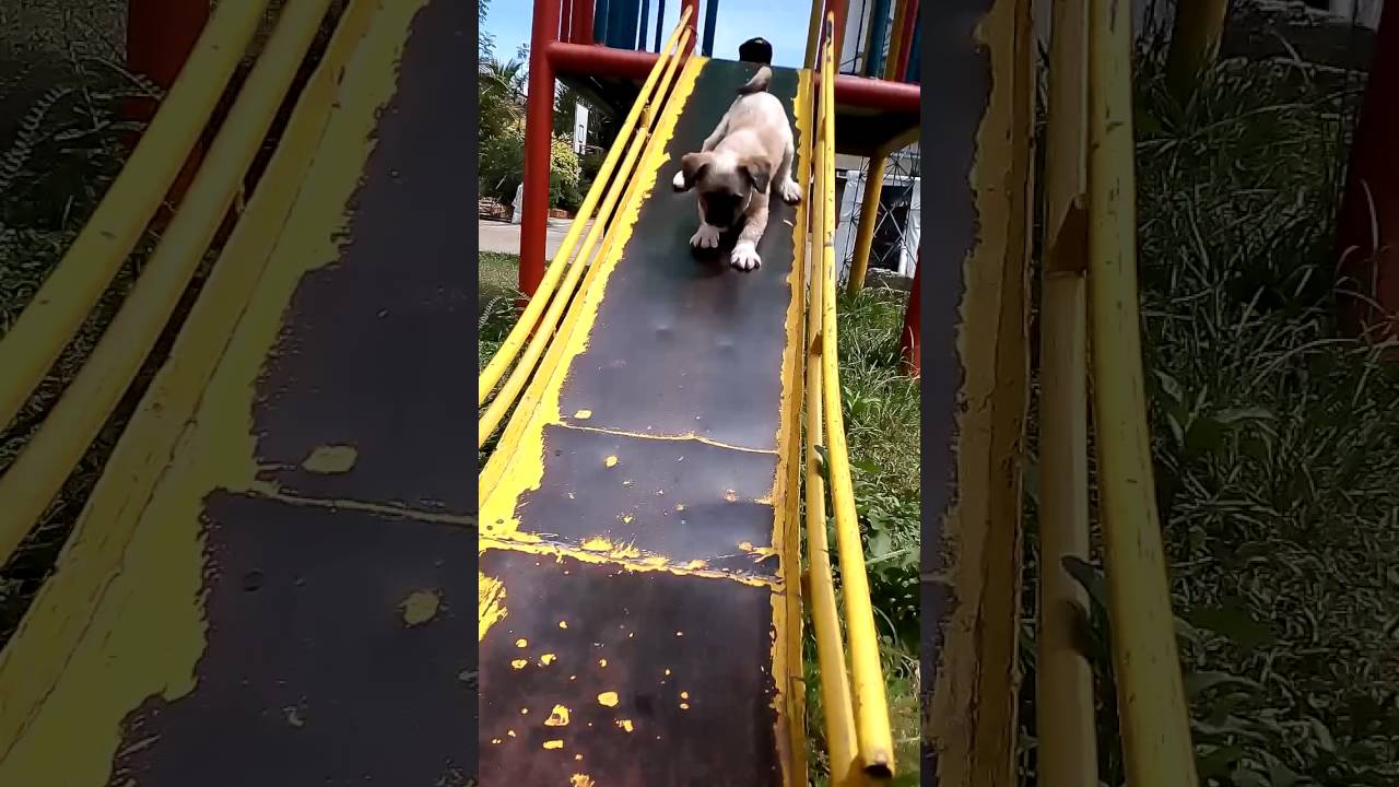 Dog slide at school - YouTube