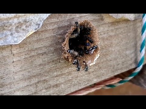 388. Nannotrigona perilampoides invadida por abejas limón. - YouTube