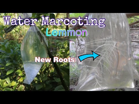 WATER MARCOTTING - NEW METHOD OF PLANT PROPAGATION - YouTube