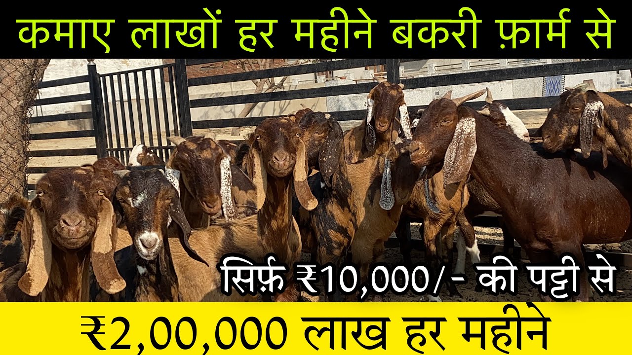 ₹10000@How to start goat/farming |(@India’s largest goat farming)@Shree ...