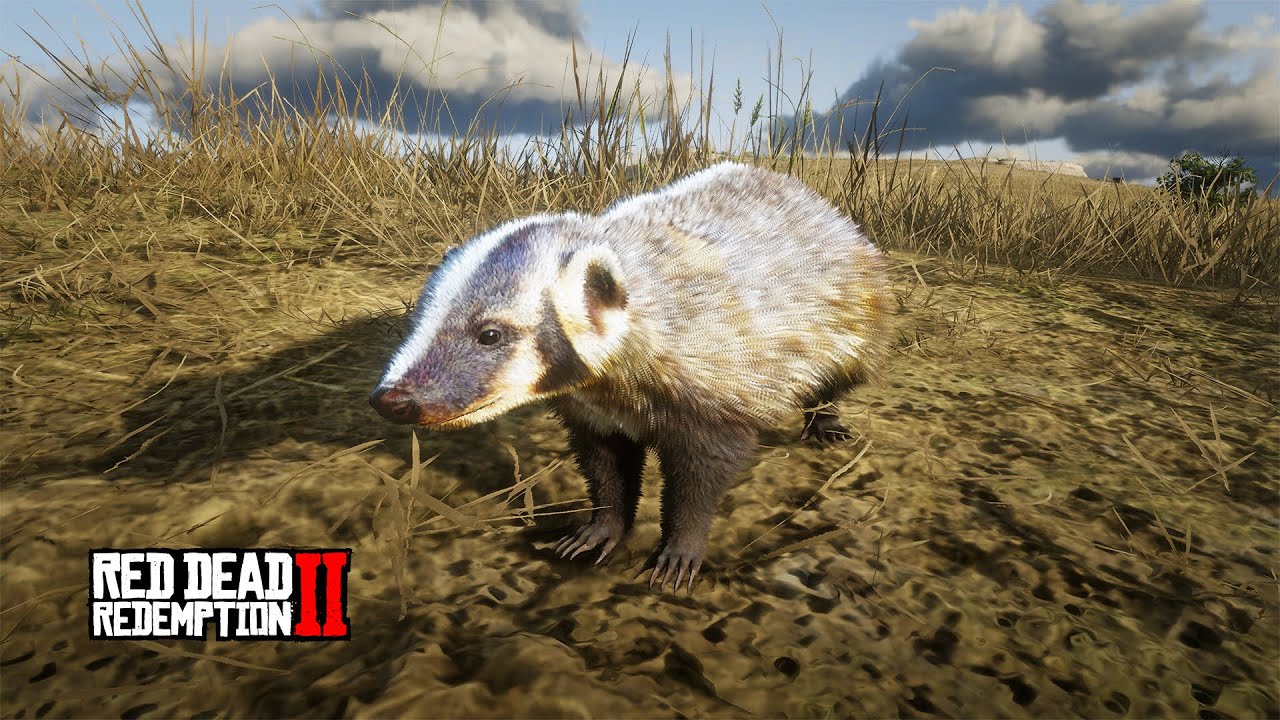 Badger Location #1 - The Heartlands | RDR2 - YouTube