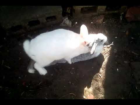 apareamiento de conejos - YouTube