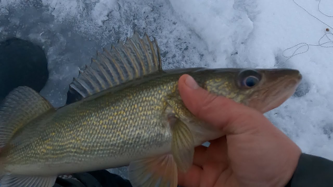 Whacking Walleyes On Walleye Wednesday - YouTube