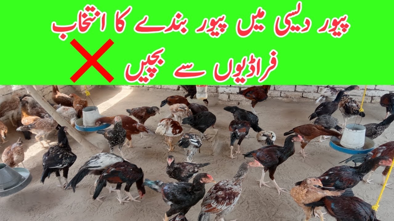PURE DESI CHICKEN PURE BANDY SY LN||KHAIR VILLAGE LIFE - YouTube