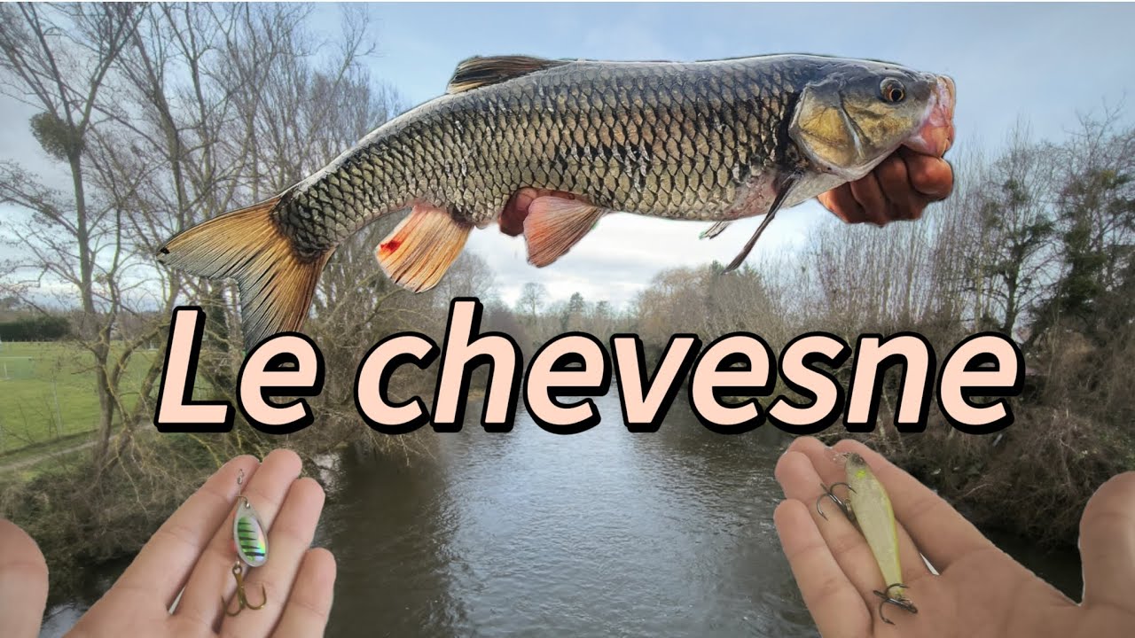 Comment pêcher le CHEVESNE ? - YouTube