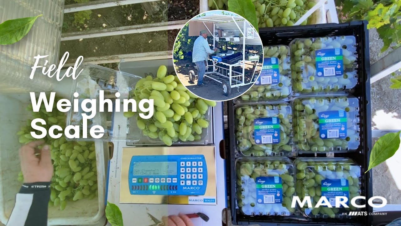 Weighing & Packing Grapes with Marco Field Weighing Scale - YouTube