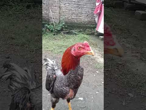 tavuğun yüzü solgun ama bu yüzden hala yeniyor, hasta bir tavuk mu?