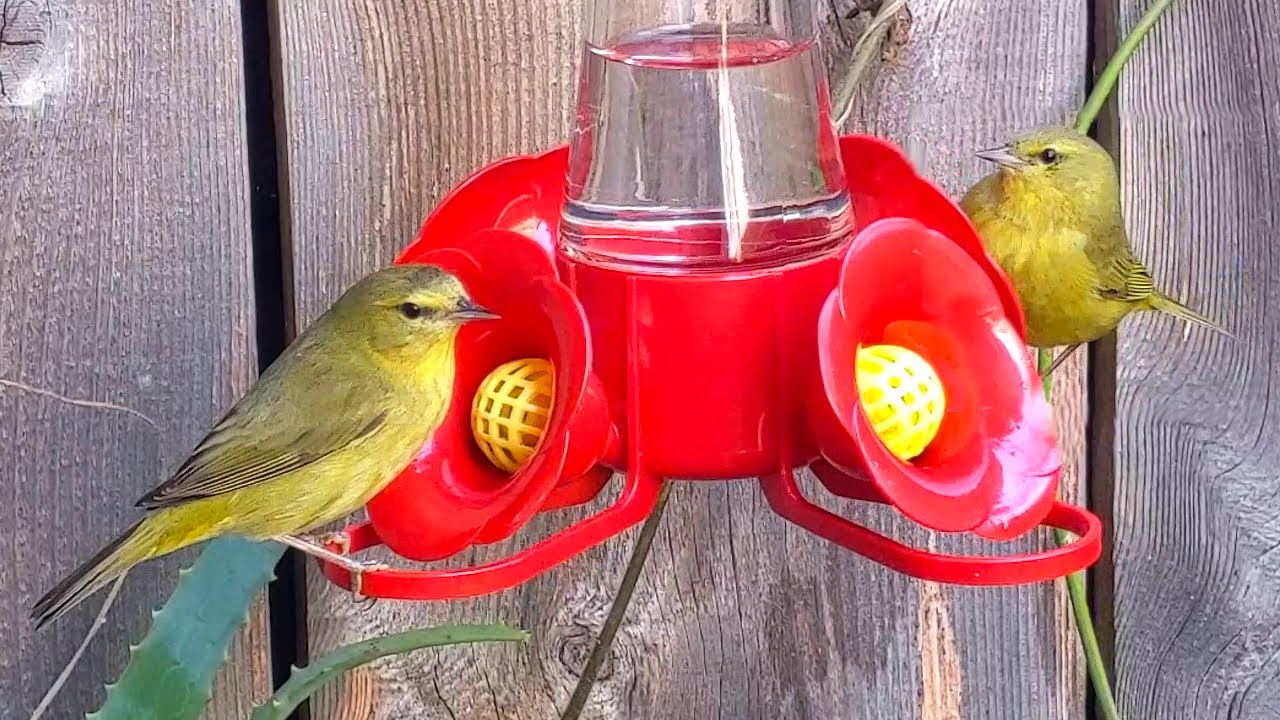 Yellow Warblers Took Over my Hummingbird Feeder - YouTube