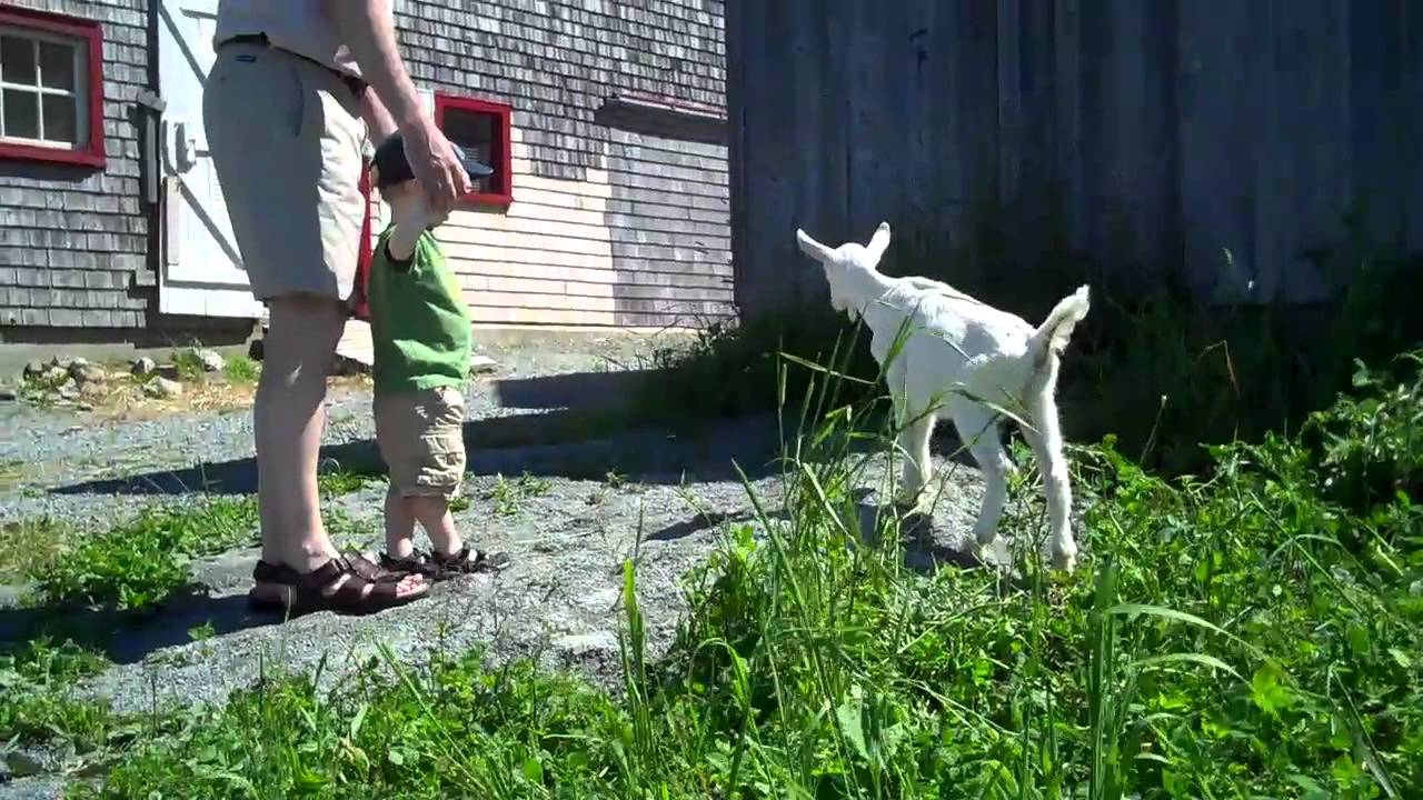 What Does A Sheep Say ... Baa Baa - YouTube