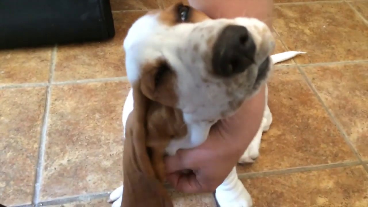 Basset Hound Puppies and Sprinklers on a hot summer day - YouTube