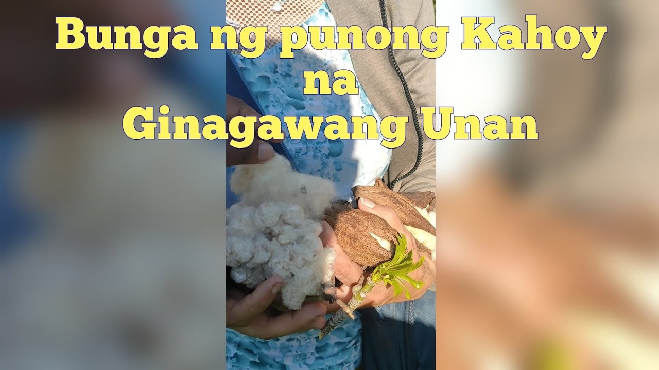 Ang bunga pala ng punong ito ang ginagawang Unan, Meron ba nito sa Inyo ...