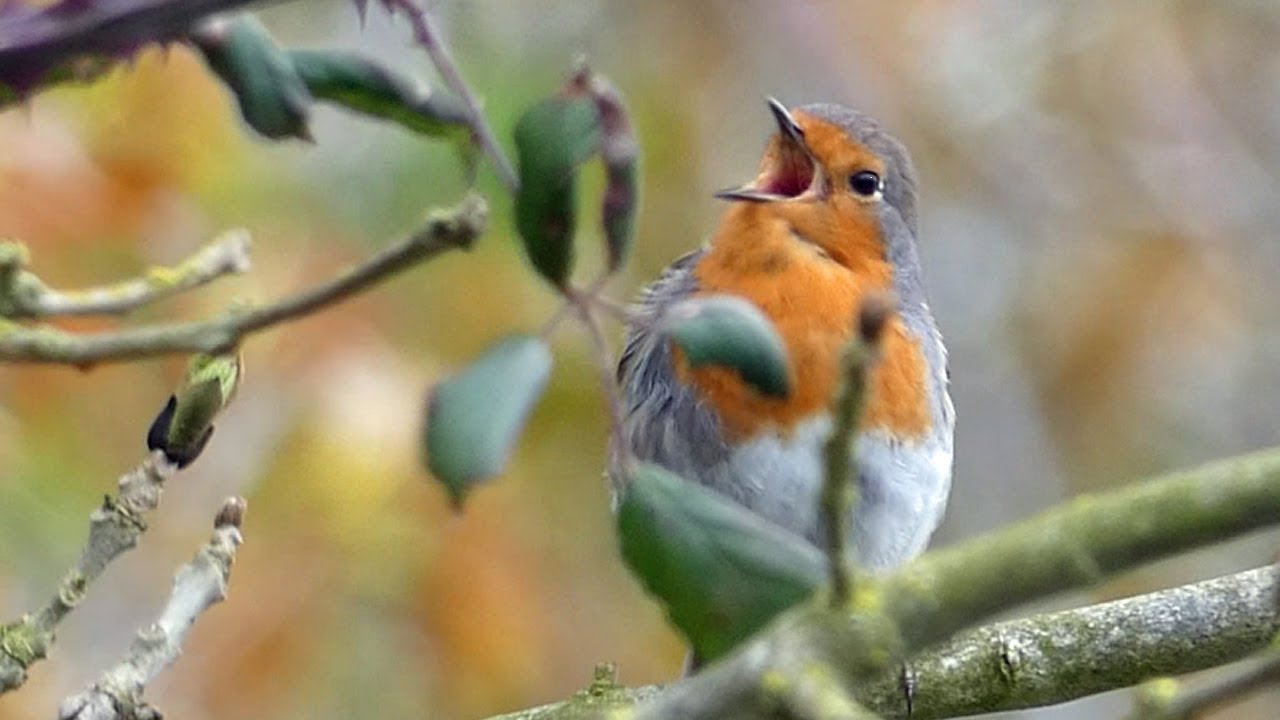 European Robin Singing - YouTube