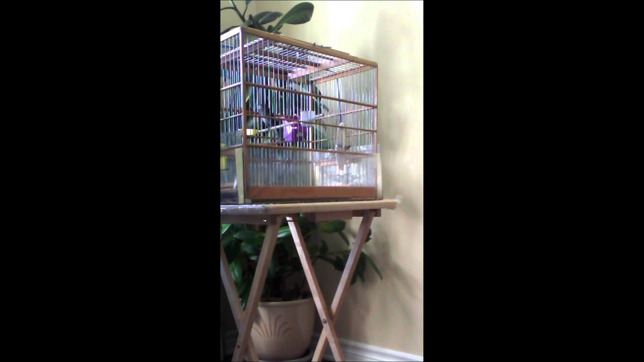 Picoplat-bird singing - YouTube