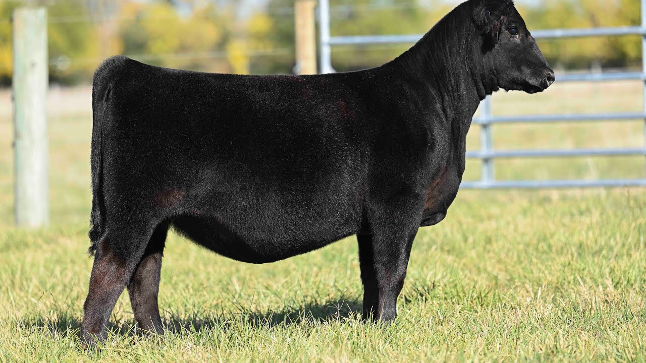 Dameron Angus: Lot 22 - YouTube