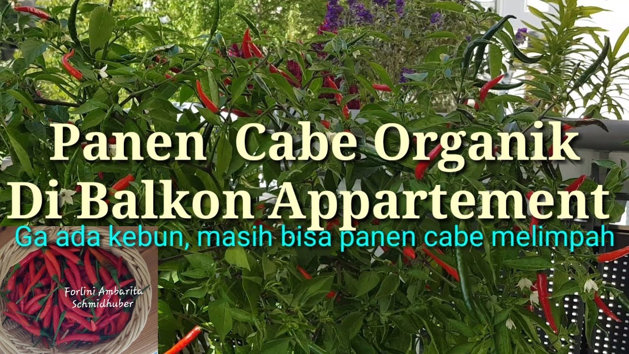 PANEN CABE ORGANIK DI BALKON APPARTEMENT|| CARA MENANAM CABE DI POT ...
