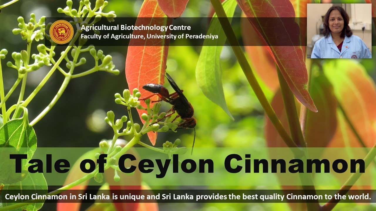 Tale of Ceylon Cinnamon (Cinnamomum zeylanicum) | Agricultural ...