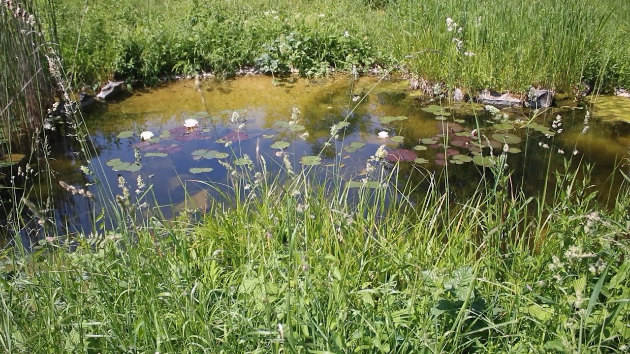 Pond Sounds with Frogs Croaking | A warm Day at the Pond - YouTube
