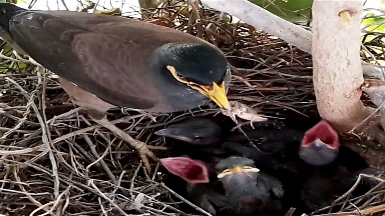 Common myna Birds bring lots of pollen to feed babies#birds - YouTube