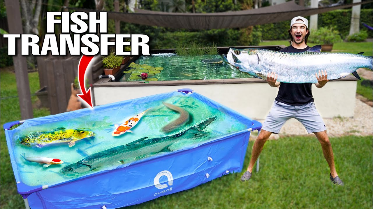 Saving Fish LIVING in ABANDONED Backyard Pond! *dangerous transfer ...