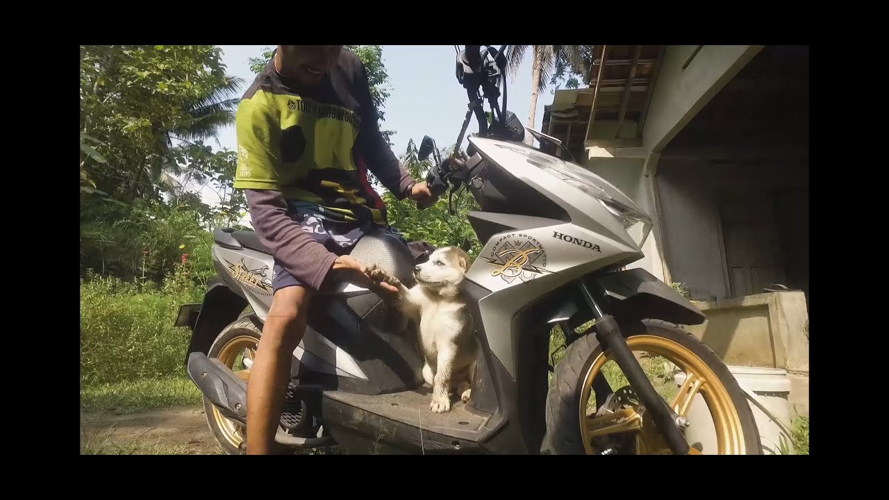 Melatih Anjing Naik Motor|Episode 2 - YouTube