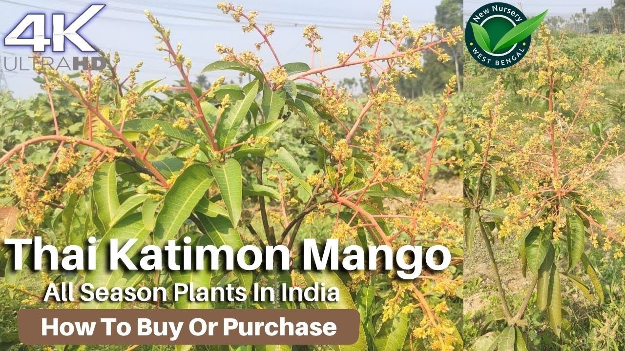 Thai Katimon Mango (All Season Sweet Mango) थाई कैटिमोन मैंगो ऑल सीजन ...